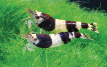 Abri sous roche | Article - Le nano cube Dennerle mise en route