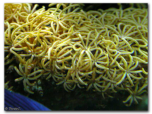 Les coraux et leurs polypes - Abri sous roche